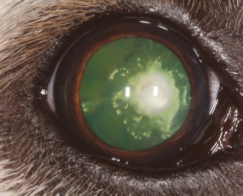 Quand consulter ? | Vision Animale