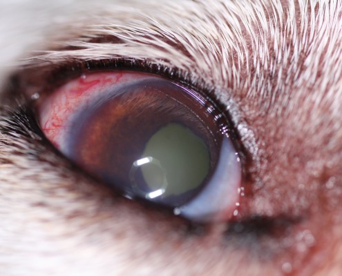 Principales affections oculaires | Vision Animale