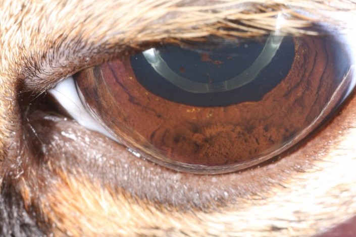 Mélanome de l’iris chez un chat | Vision Animale