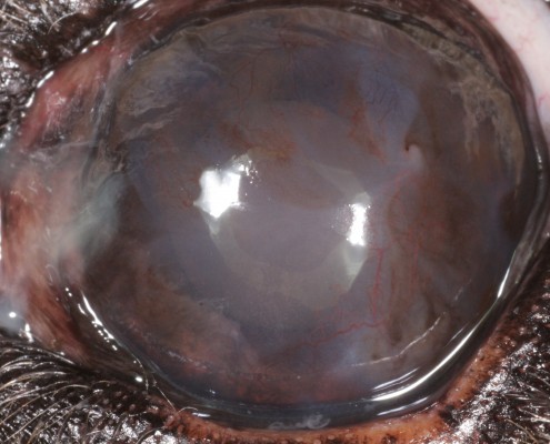 Principales affections oculaires | Vision Animale