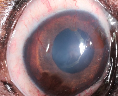 Principales affections oculaires | Vision Animale