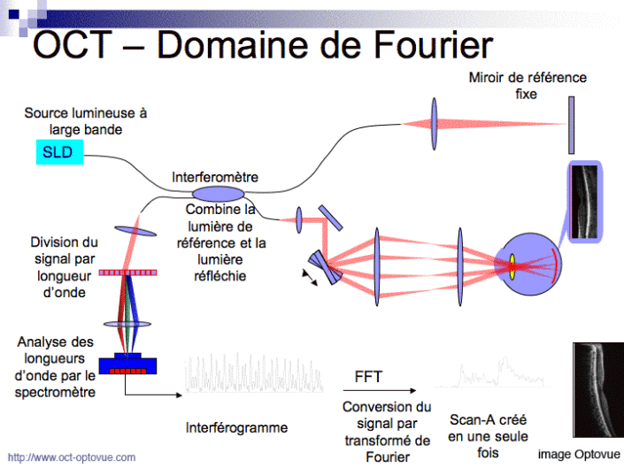 Tomographie en cohérence optique (OCT) à la clinique ! | Vision Animale