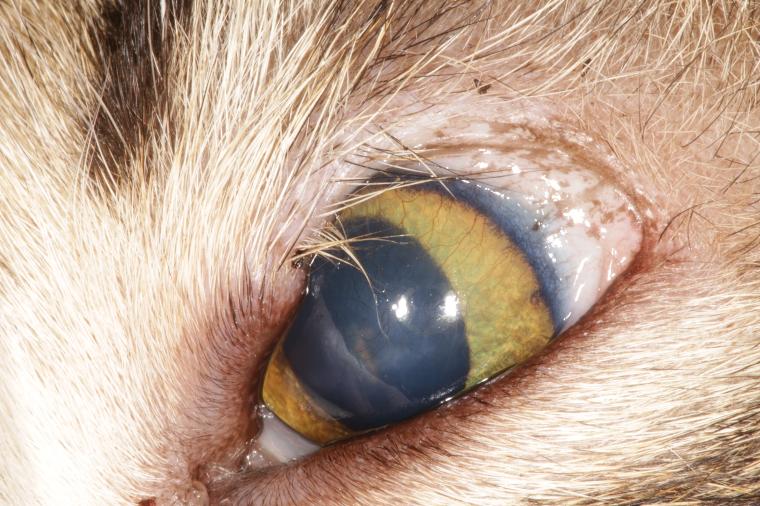 Agénésie palpébrale | Vision Animale