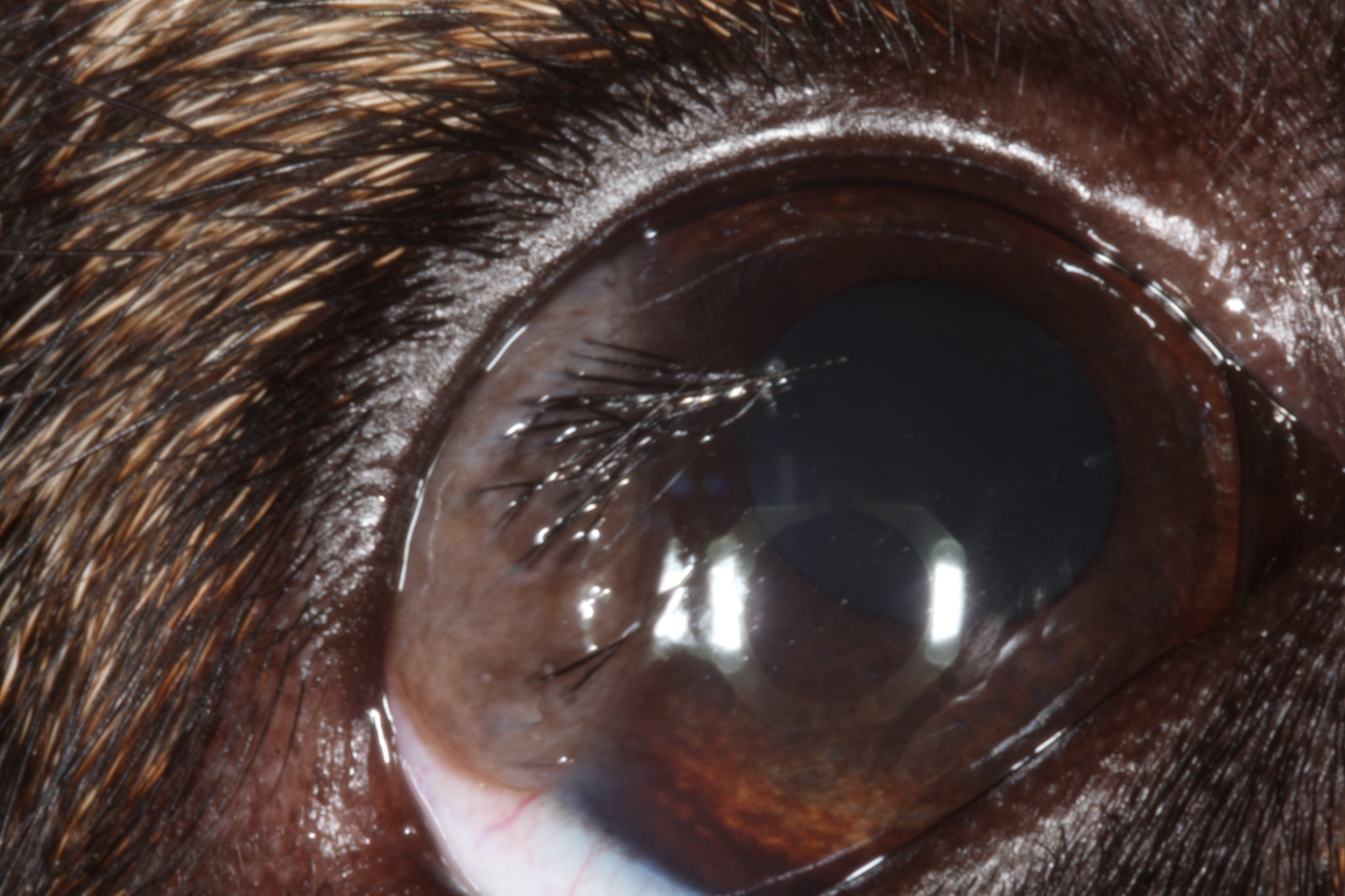 Dermoïde cornéen | Vision Animale