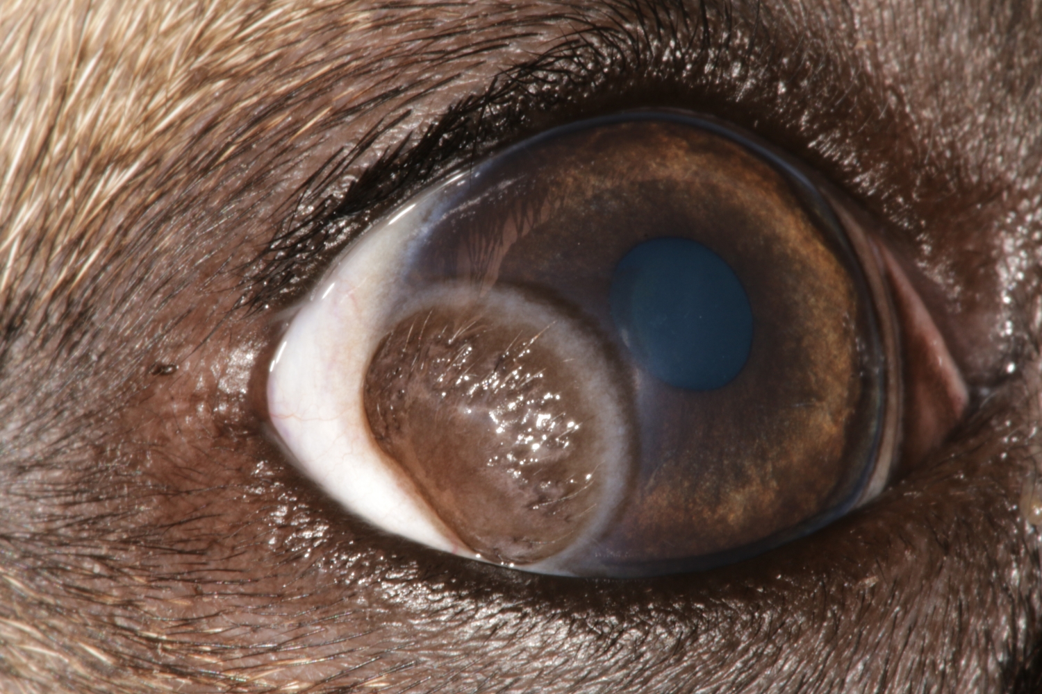 Dermoïde cornéen | Vision Animale