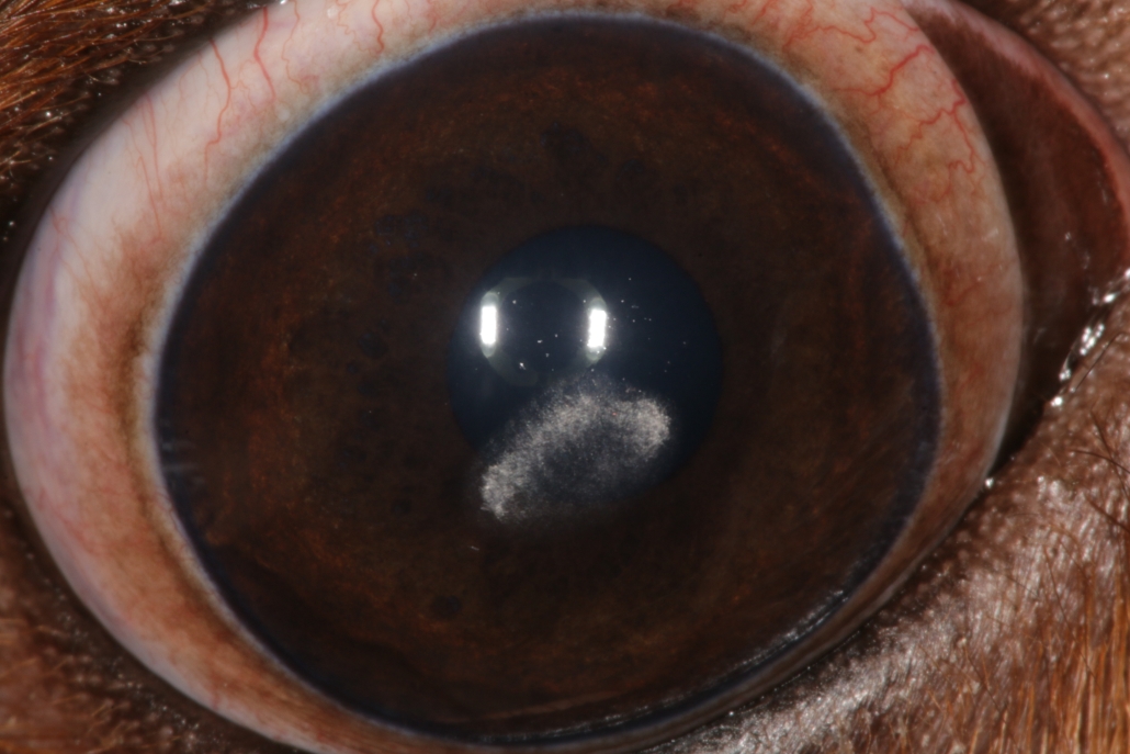 Dystrophie cornéenne stromale | Vision Animale
