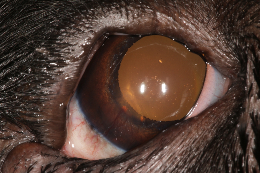 Euryblépharon Macroblépharon | Vision Animale