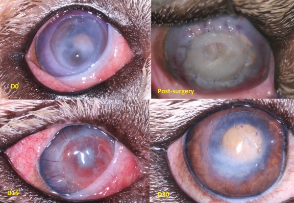 Ulcère cornéen stromal | Vision Animale