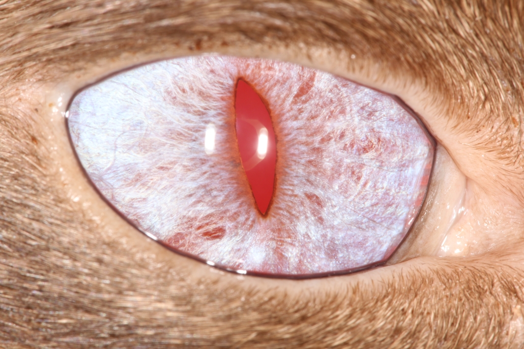 Iris et uvée | Vision Animale