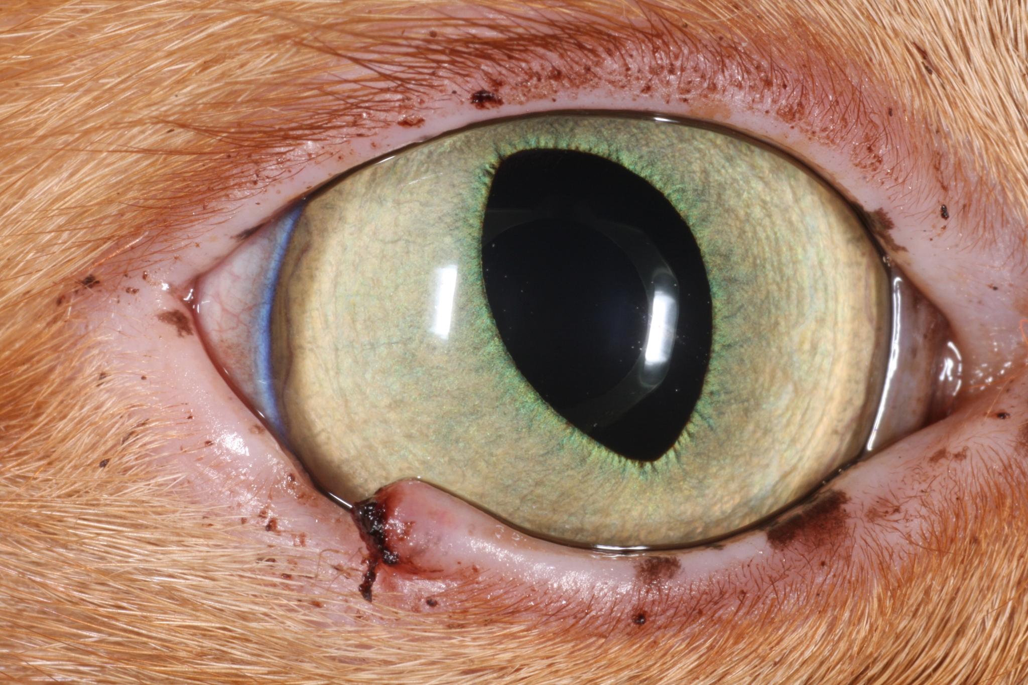 Lacération palpébrale | Vision Animale