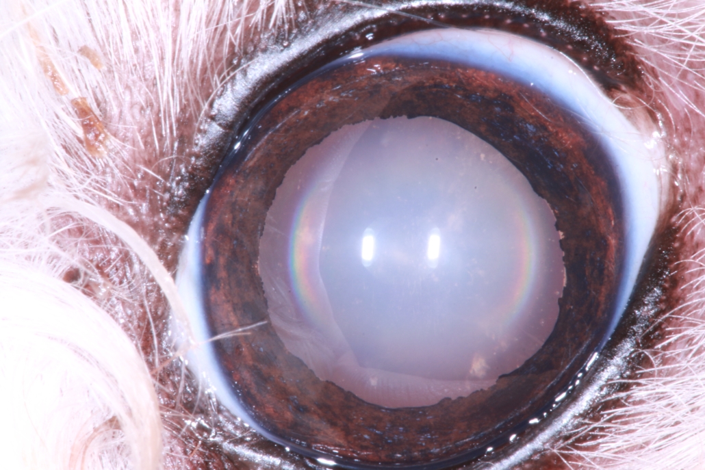 Cristallin et chambre antérieure | Vision Animale