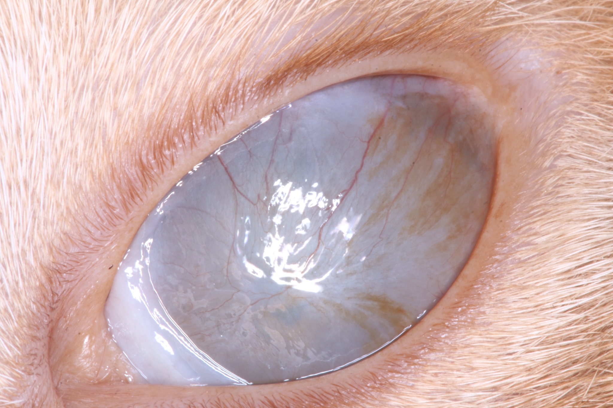 Conjonctive et membrane nictitante | Vision Animale