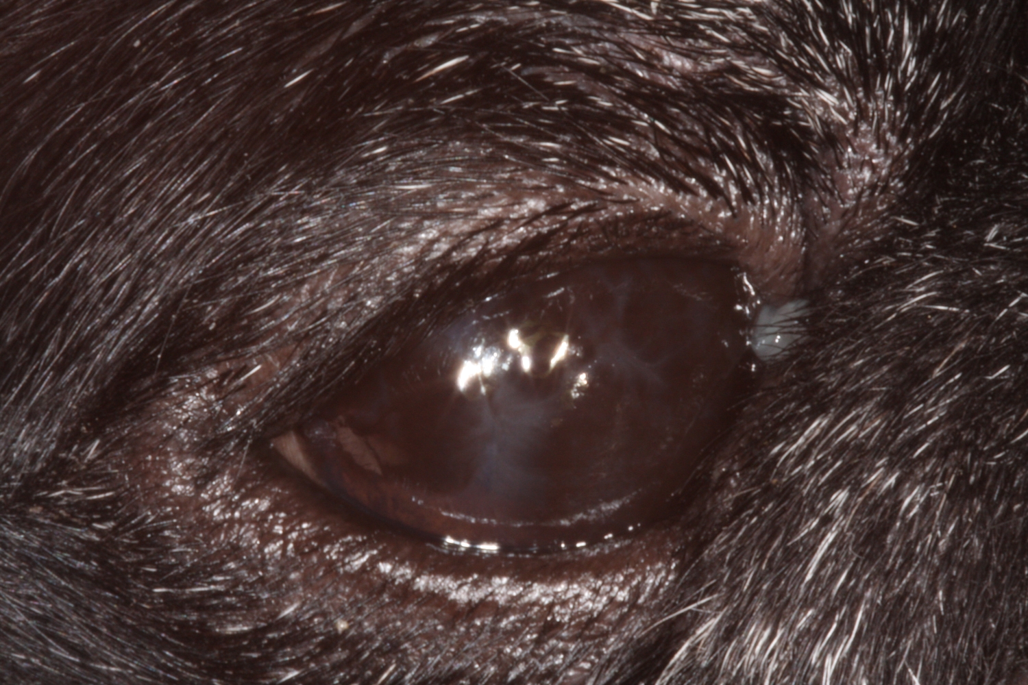 Trichiasis | Vision Animale