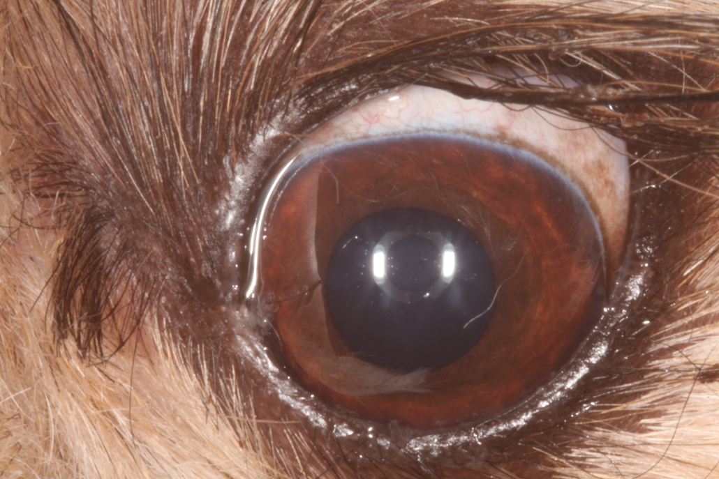 Trichiasis | Vision Animale