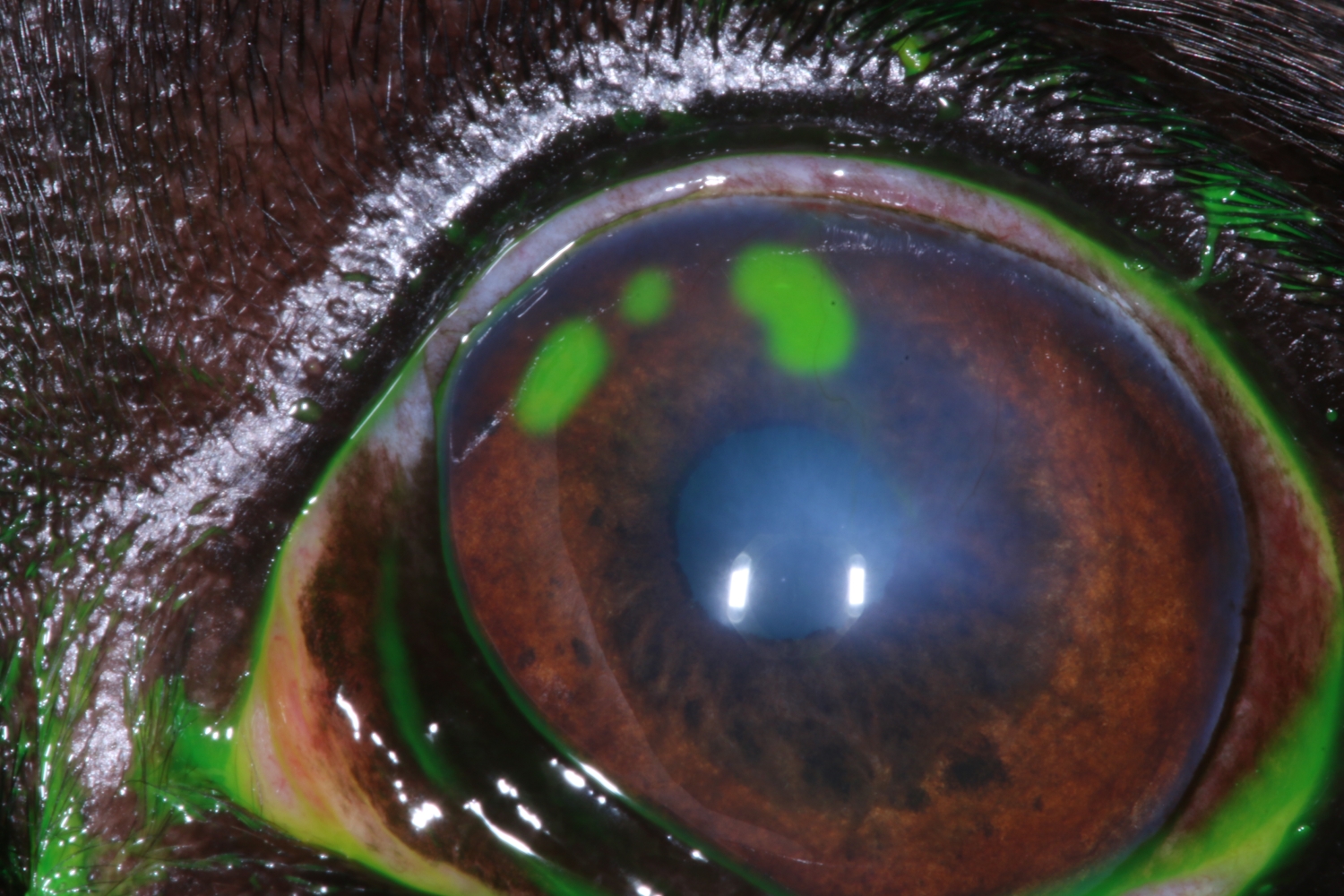 Ulcère épithélial chronique | Vision Animale