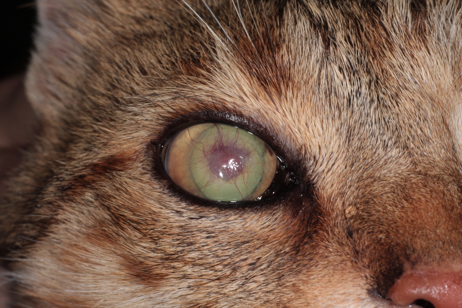 Abcès cornéen | Vision Animale