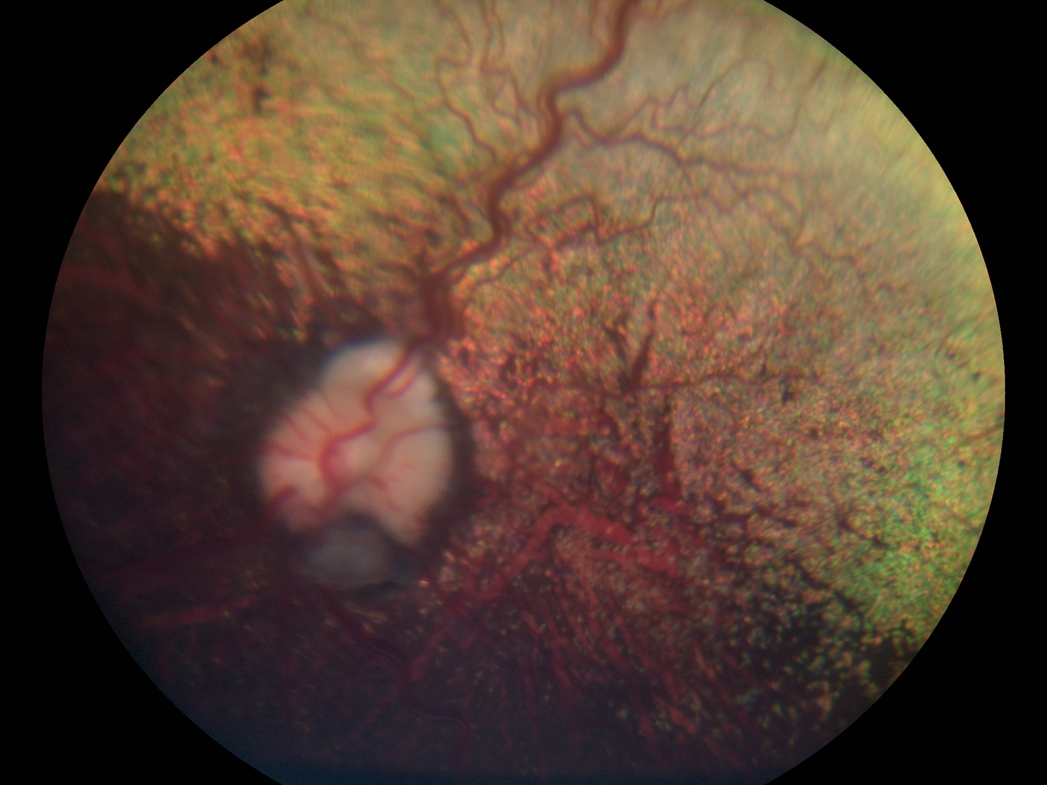 Rétine et fond d'oeil | Vision Animale