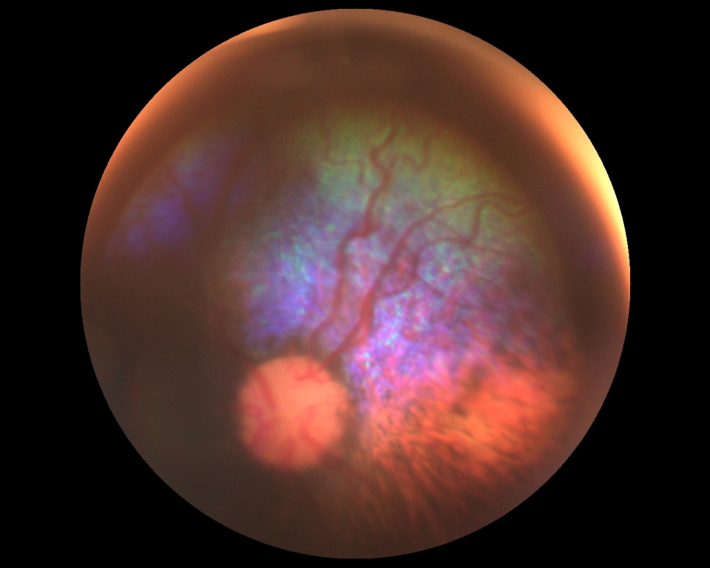 Anomalie de l’œil du Colley (AOC) | Vision Animale