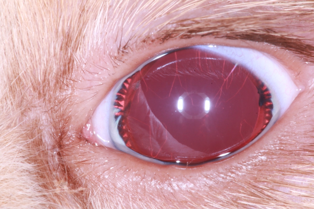 Colobomes de l’iris, hypoplasie irienne, aniridie | Vision Animale