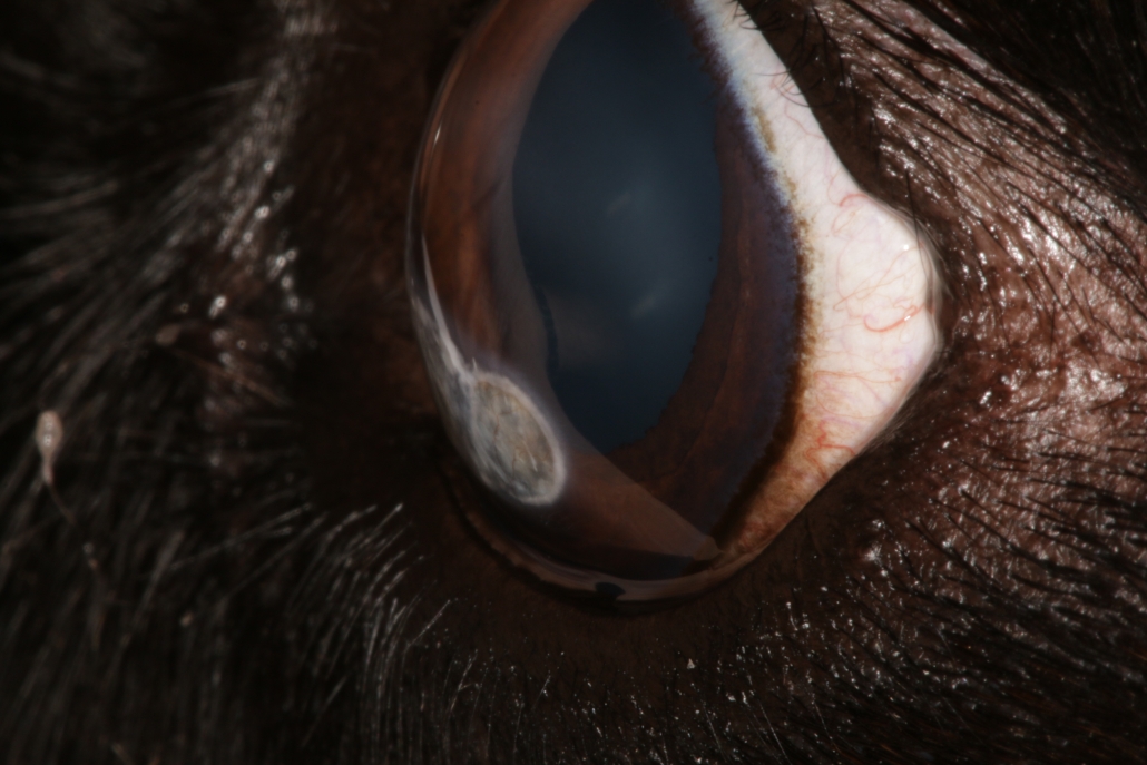 Dégénérescence cornéenne | Vision Animale