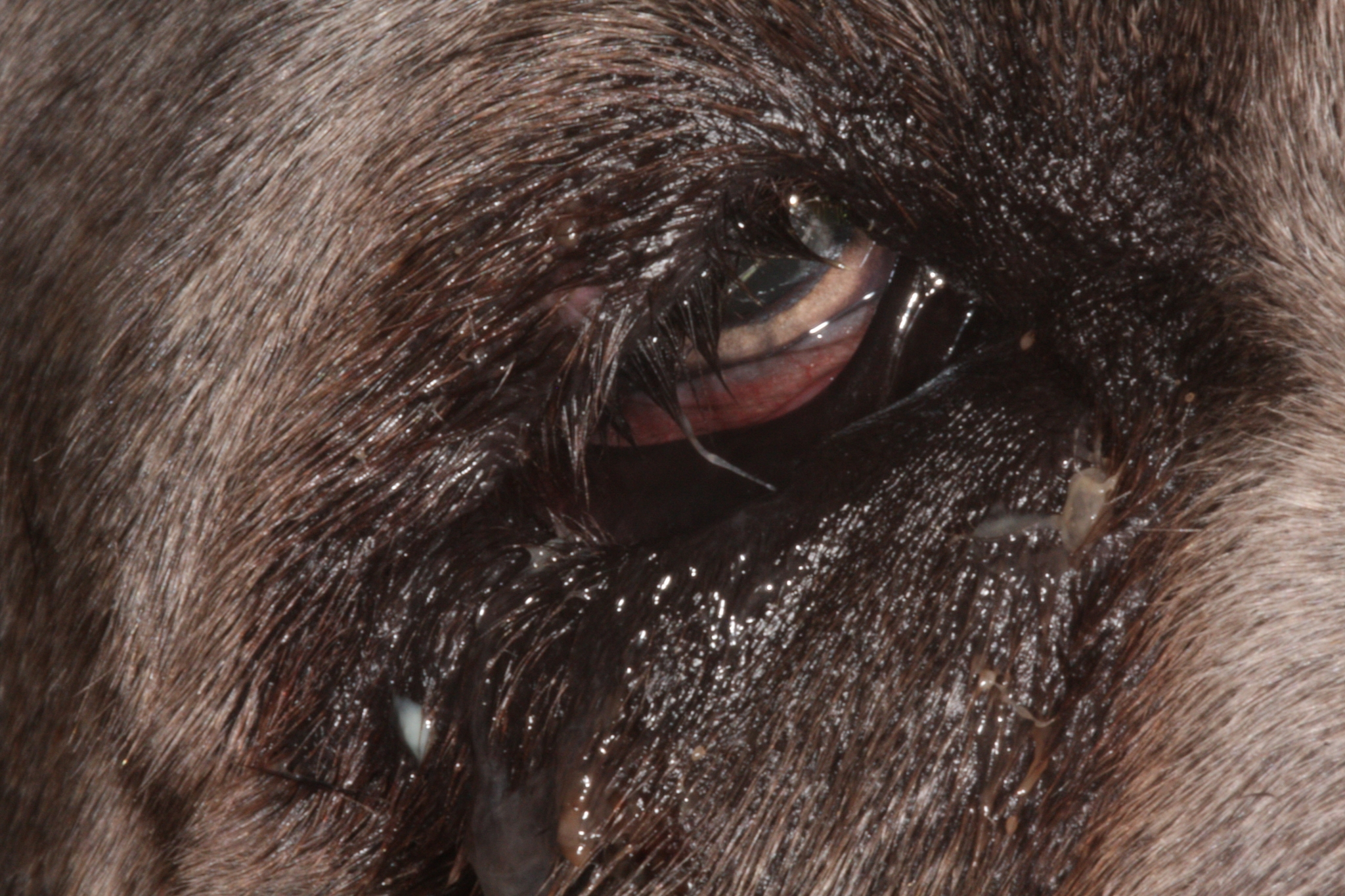 Euryblépharon Macroblépharon | Vision Animale