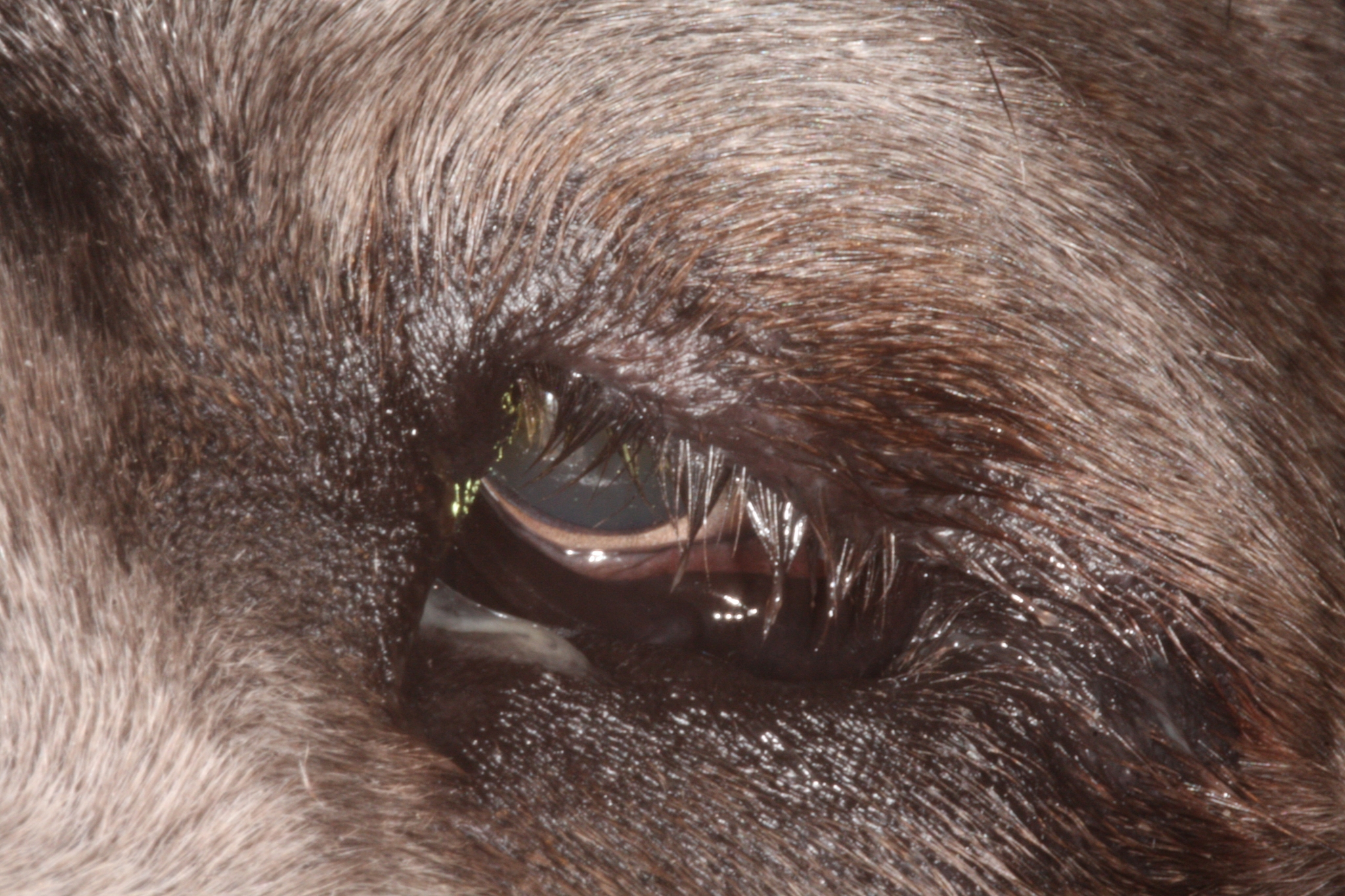 Euryblépharon Macroblépharon | Vision Animale