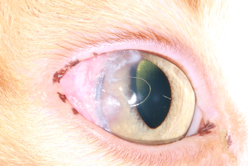 Kérato-conjonctivite éosinophilique | Vision Animale