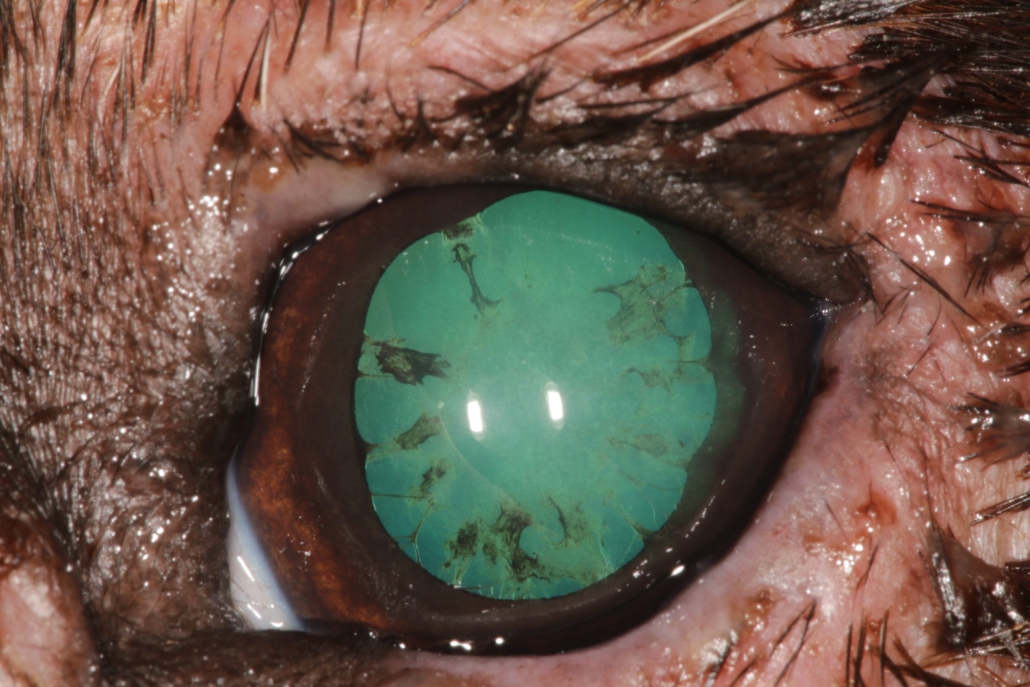 Syndrome uvéo-dermatologique | Vision Animale